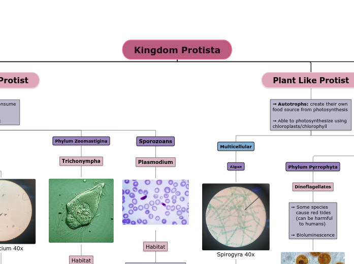 Kingdom Protista Concept Map